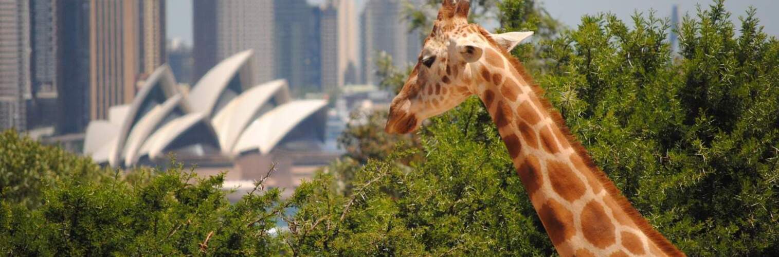 Supporting Taronga to develop strategic plan